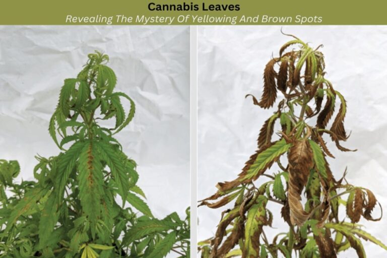 Cannabis Leaves: Revealing The Mystery Of Yellowing & Brown Spots ...
